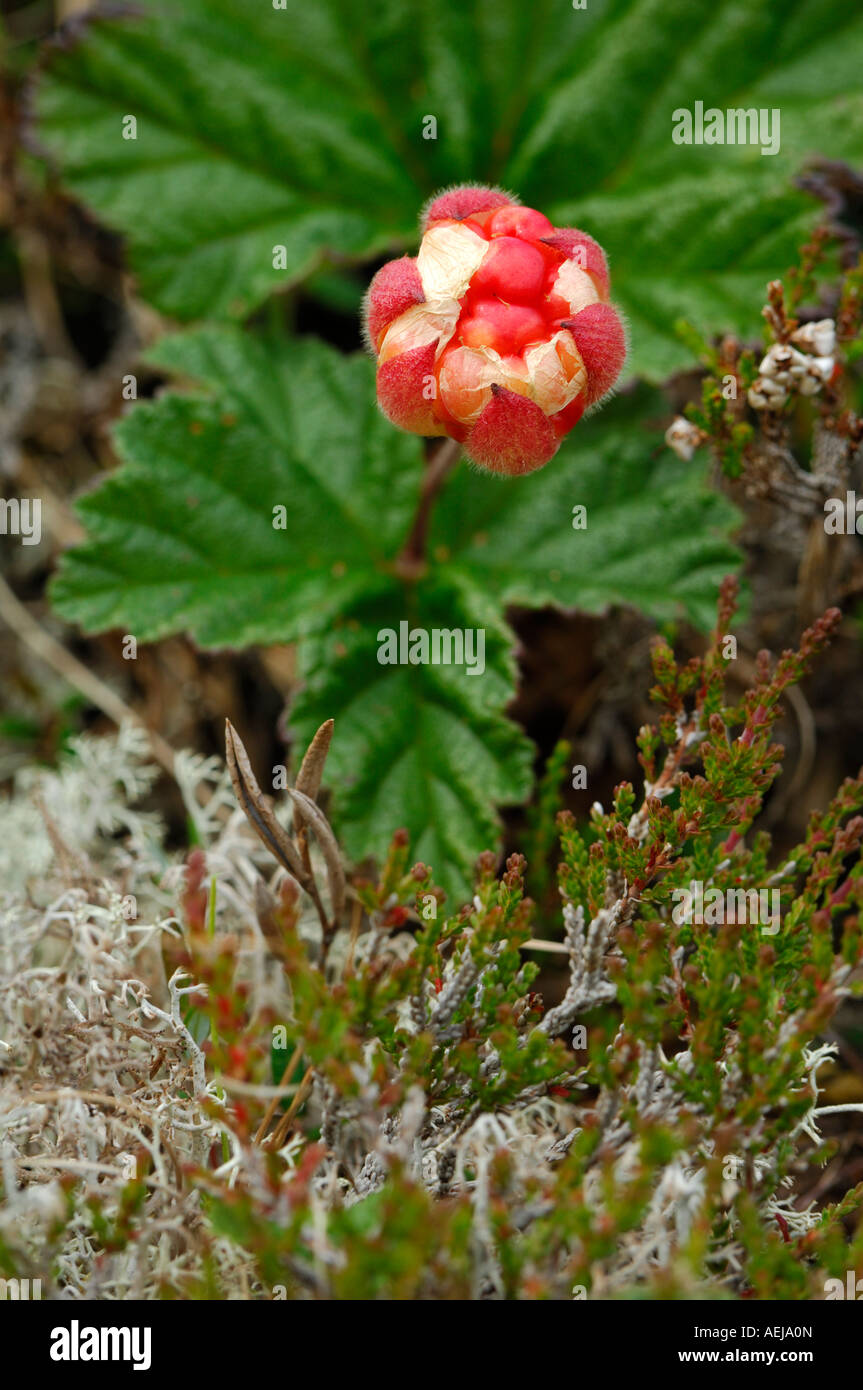 Plantas rubus Banque de photographies et d’images à haute résolution ...