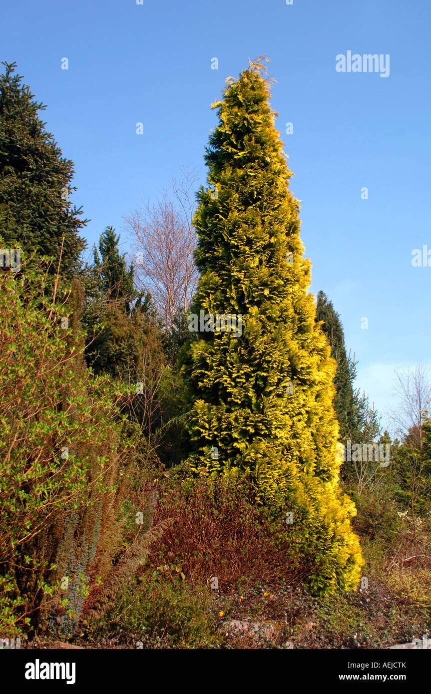 Conifer trees Banque de photographies et d’images à haute résolution ...