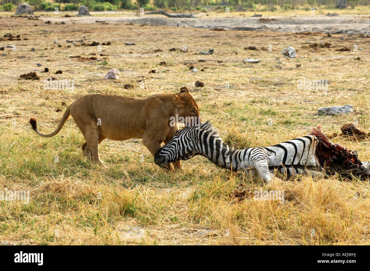 Lion eating zebra Banque de photographies et d’images à haute résolution - Page 2 - Alamy