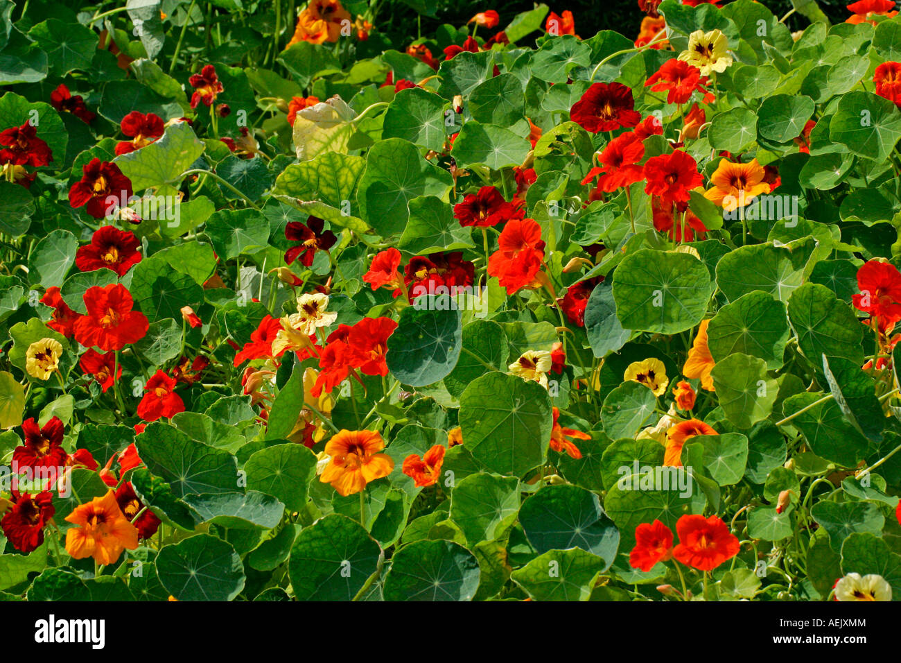 Kapuzinerkresse tropaeolum majus Banque de photographies et d’images à ...