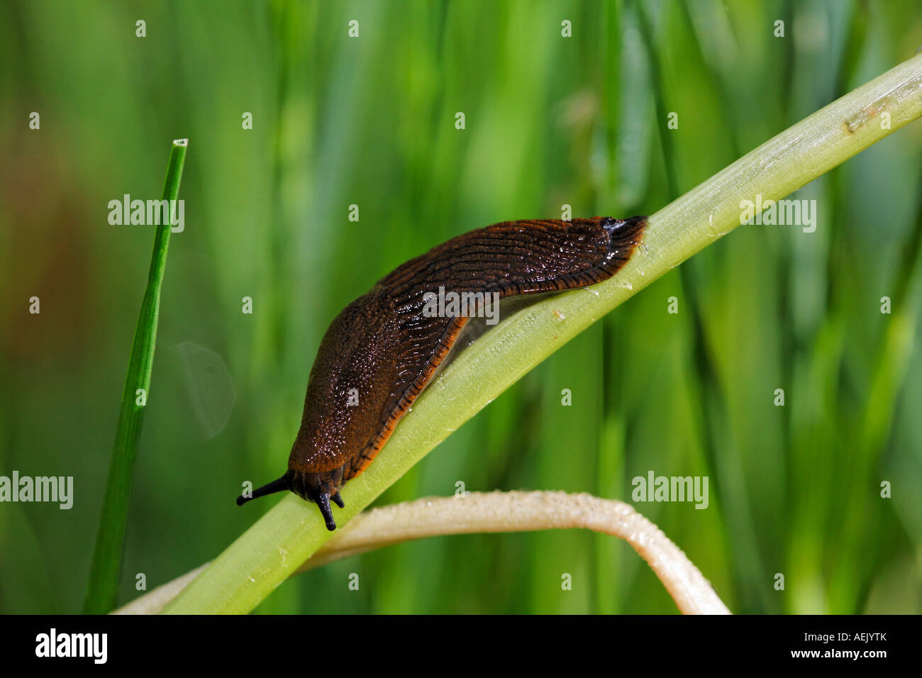 Arion rufus Banque de photographies et d’images à haute résolution - Alamy