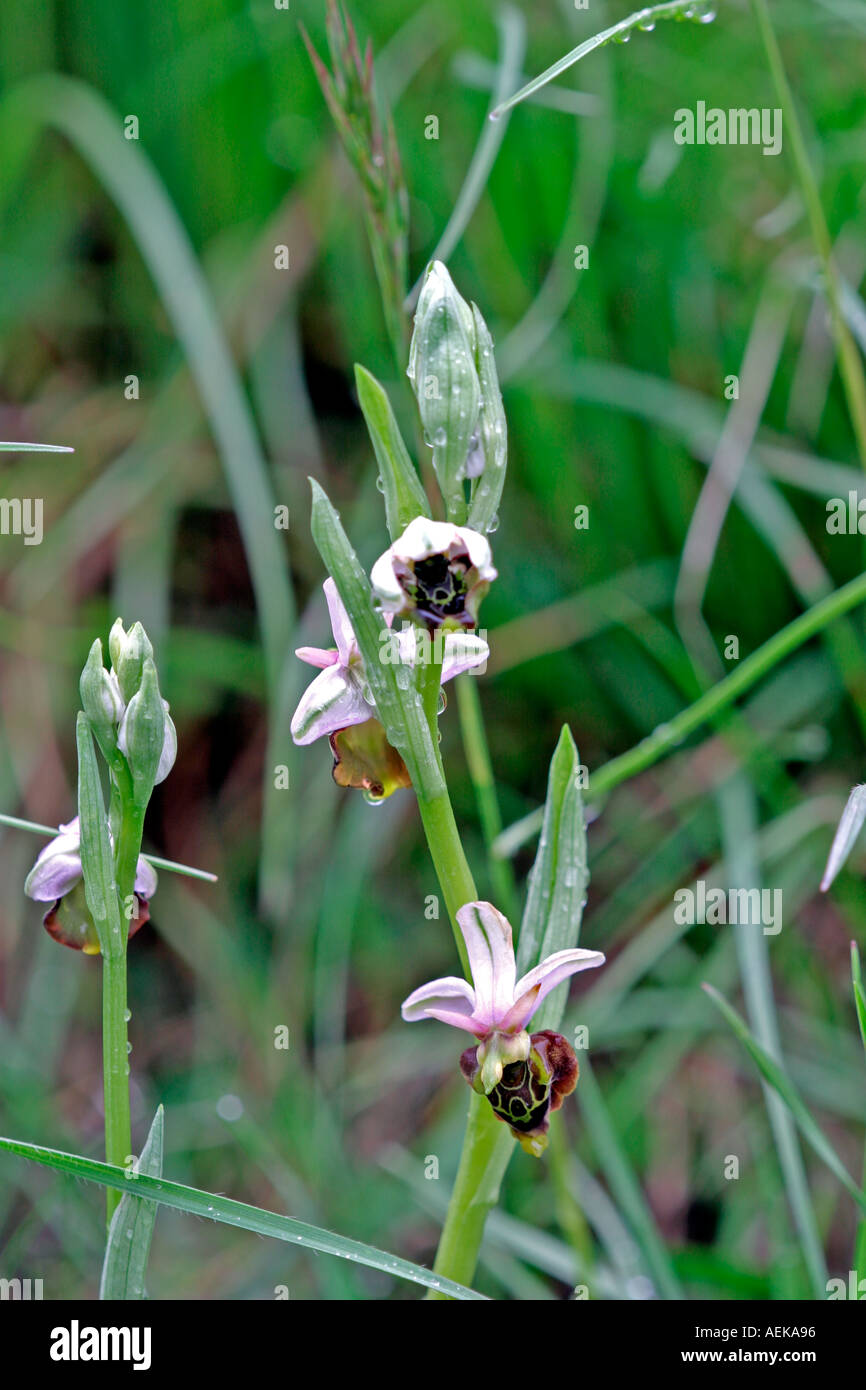 Wiesen hummel Banque de photographies et d’images à haute résolution ...