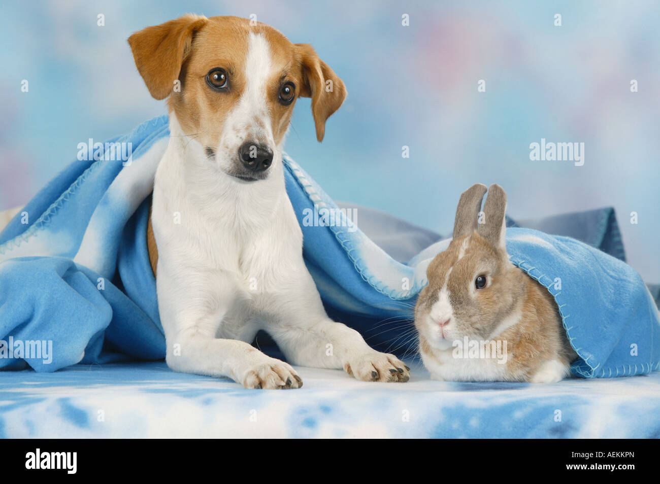 Russell terrier dwarf rabbit Banque de photographies et d’images à haute résolution - Alamy