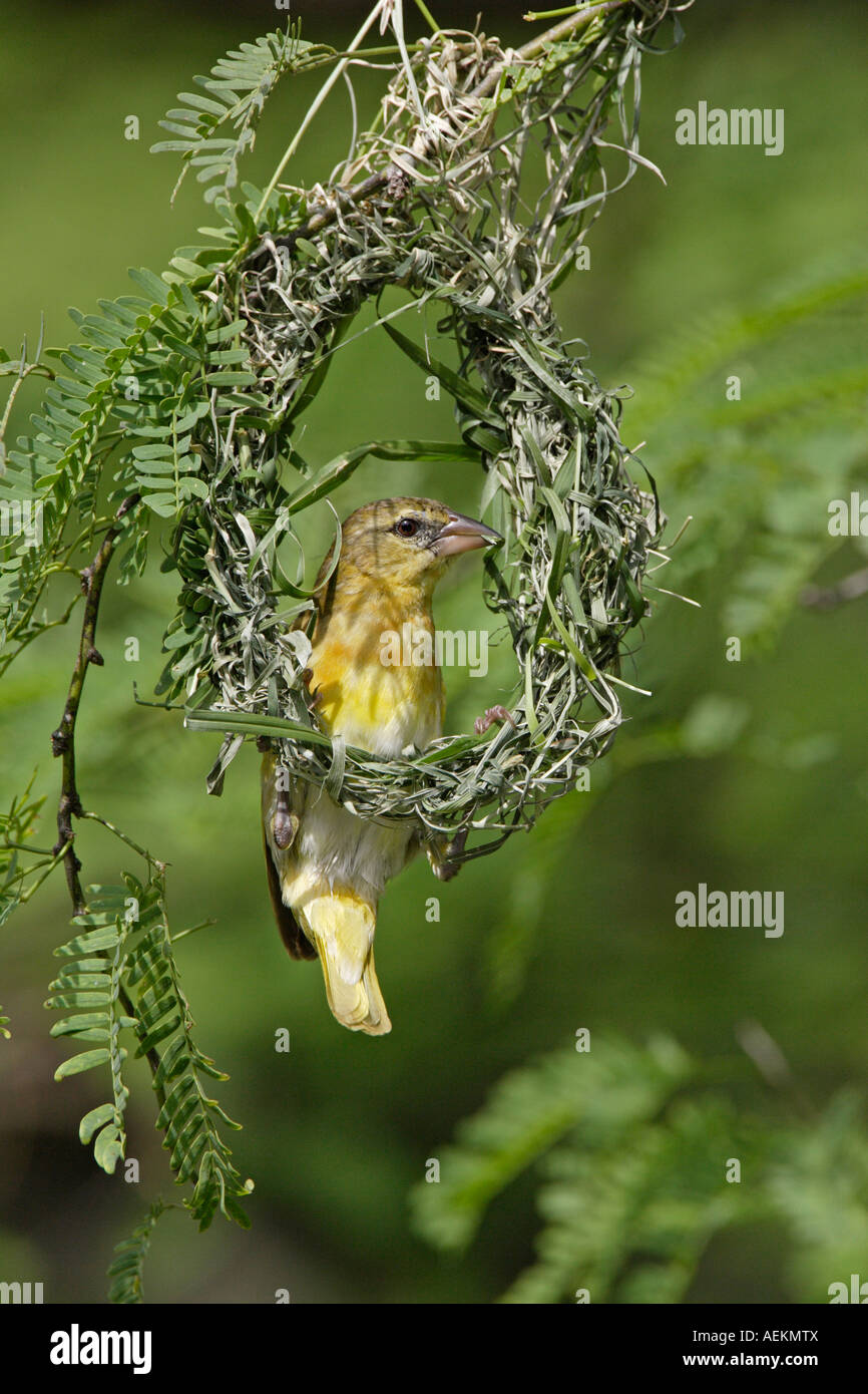 Tête Noire femelle Weaver Bird Construction d'un nid Photo Stock - Alamy