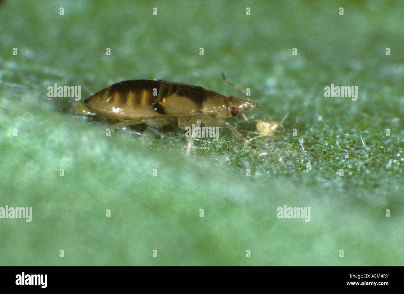 Bug de fleurs Orius majusculus) nymphe nymphe se nourrissant de fleurs thrip ouest Photo Stock ...
