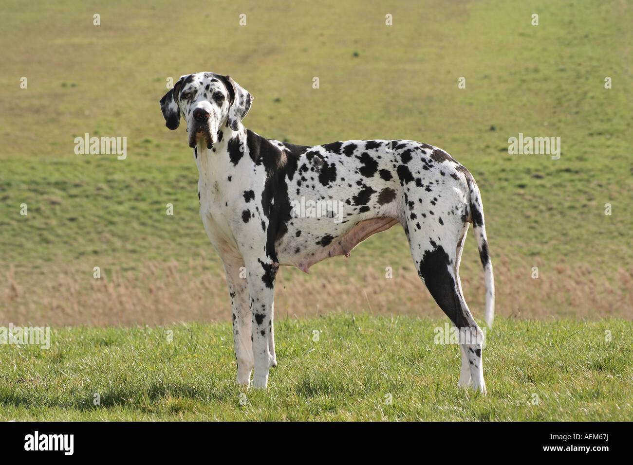 Grand danois debout Banque de photographies et d’images à haute ...