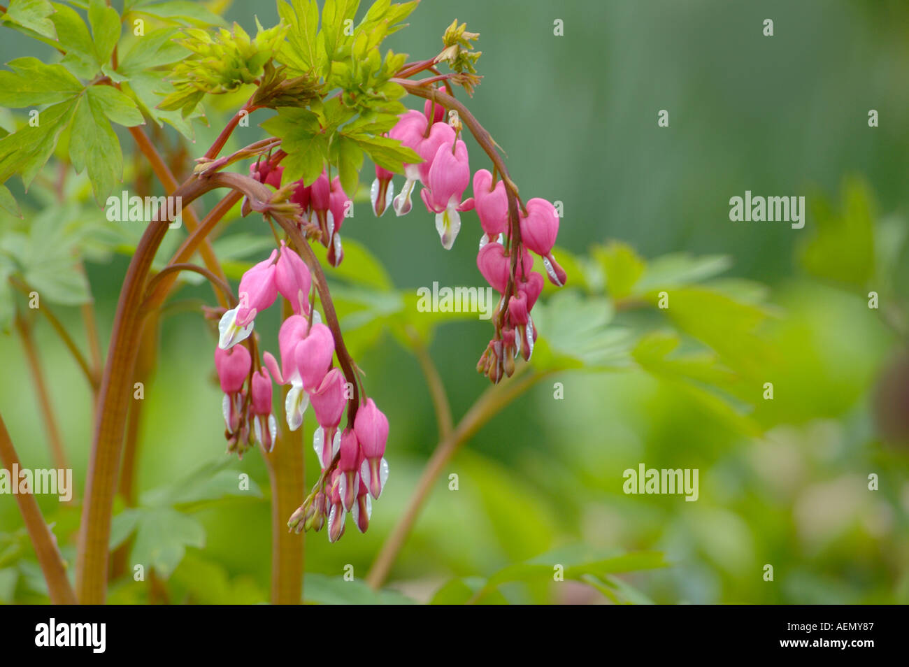 Fumaria spectabilis Banque de photographies et d’images à haute ...