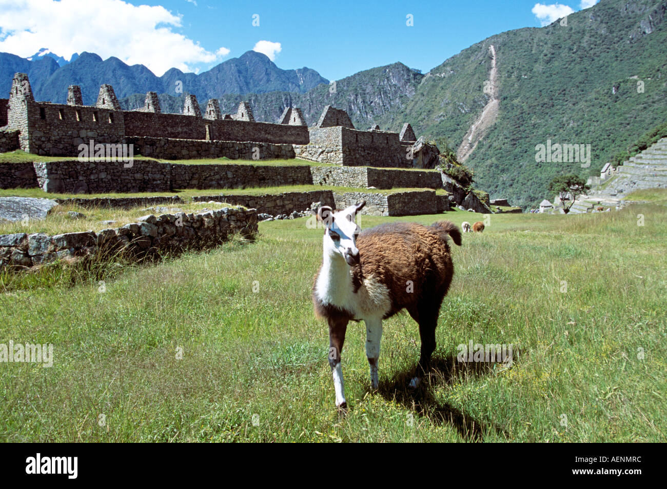 Horizontal outdoors animal lama farming Banque de photographies et d ...