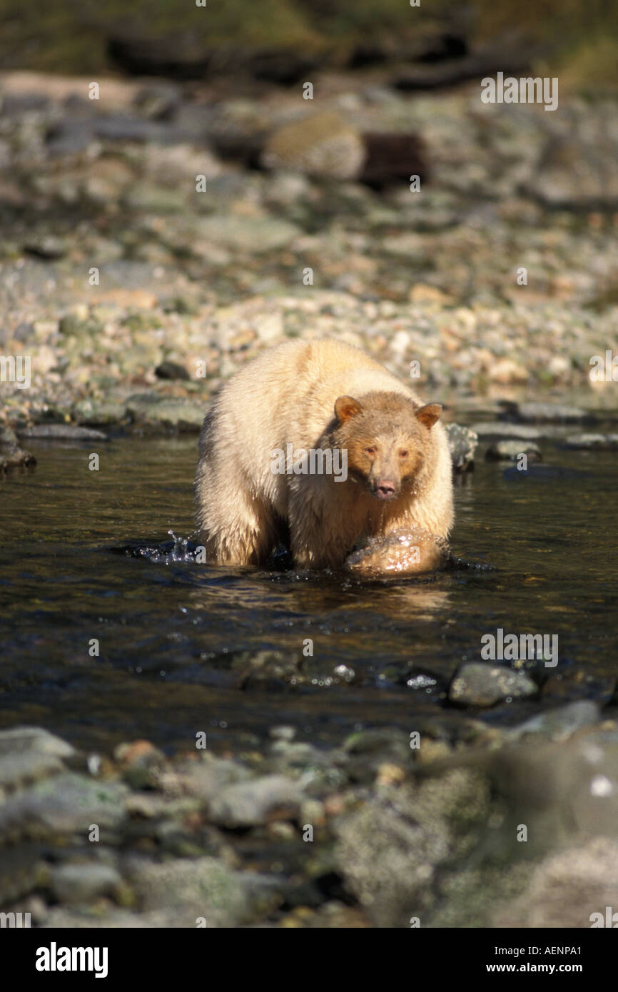 L'ours noir ours kermode Ursus americanus semer dans un ruisseau la ...