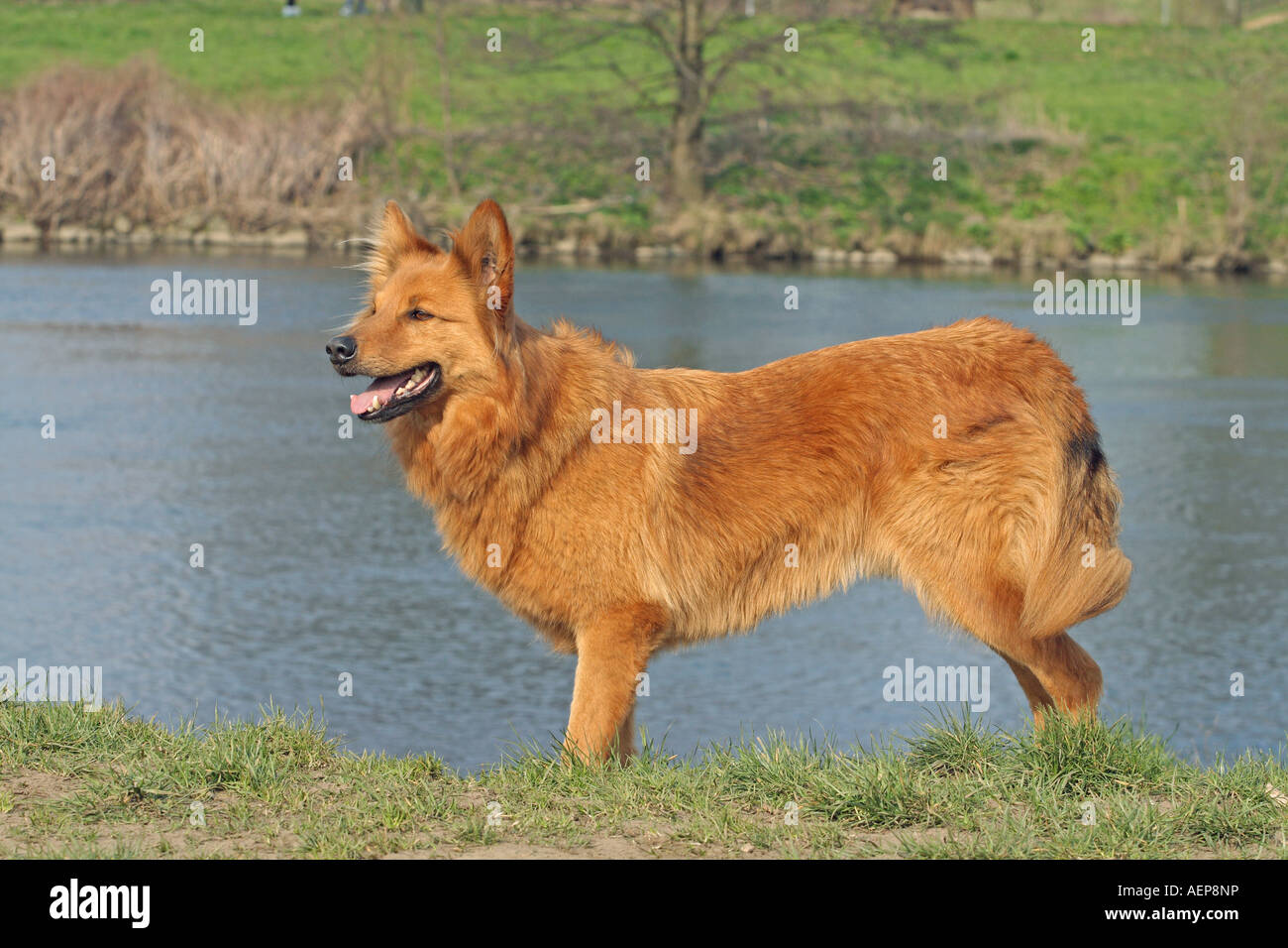 Harzer fox Banque de photographies et d’images à haute résolution - Alamy
