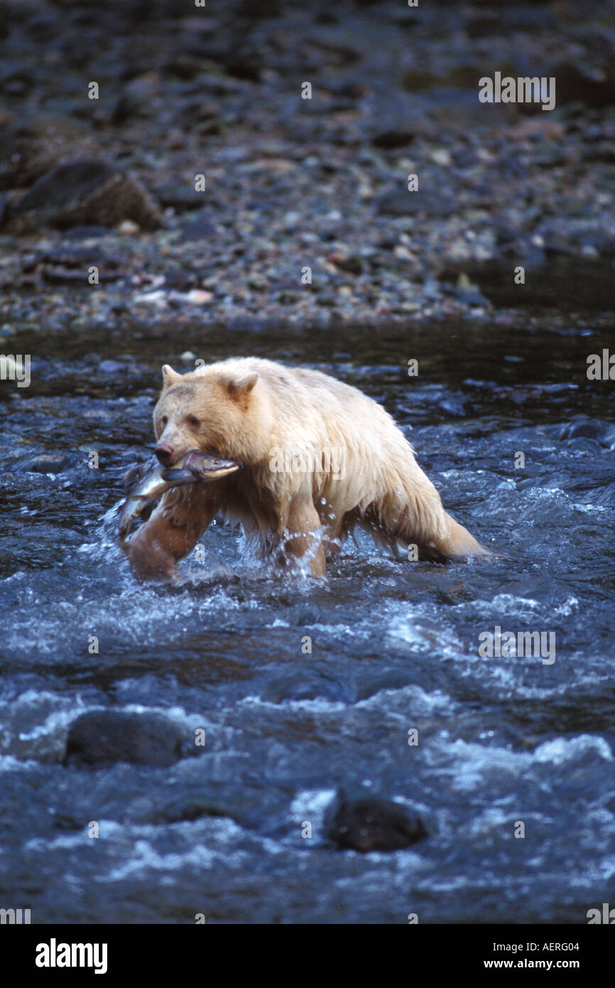 L'ours noir ours kermode Ursus americanus semer dans un ruisseau avec ...