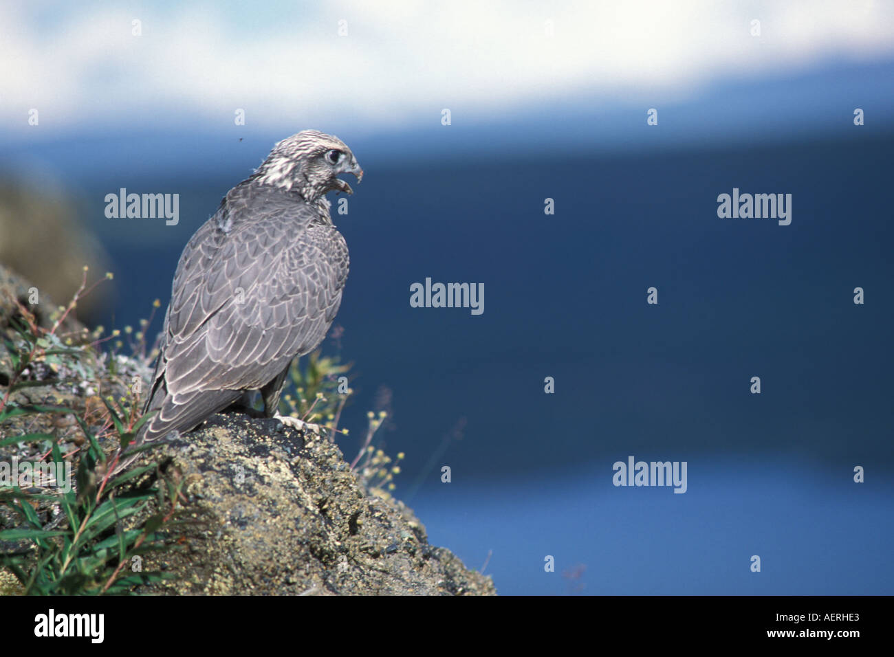 Le faucon gerfaut (Falco rusticolus) juvenile obtenir prêt à voler ...