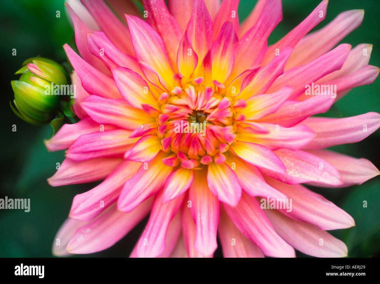 Rose peta Banque de photographies et d’images à haute résolution - Alamy