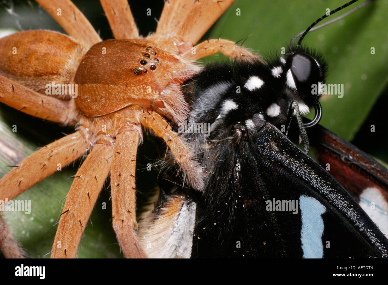Thalassius femelle araignée sp Pisauridae se nourrissant d'un papillon ...