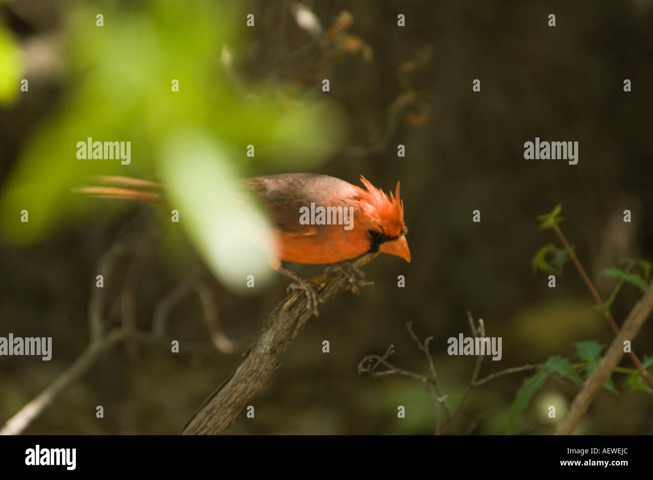 Animaux hybrides zoologie Banque de photographies et d’images à haute ...