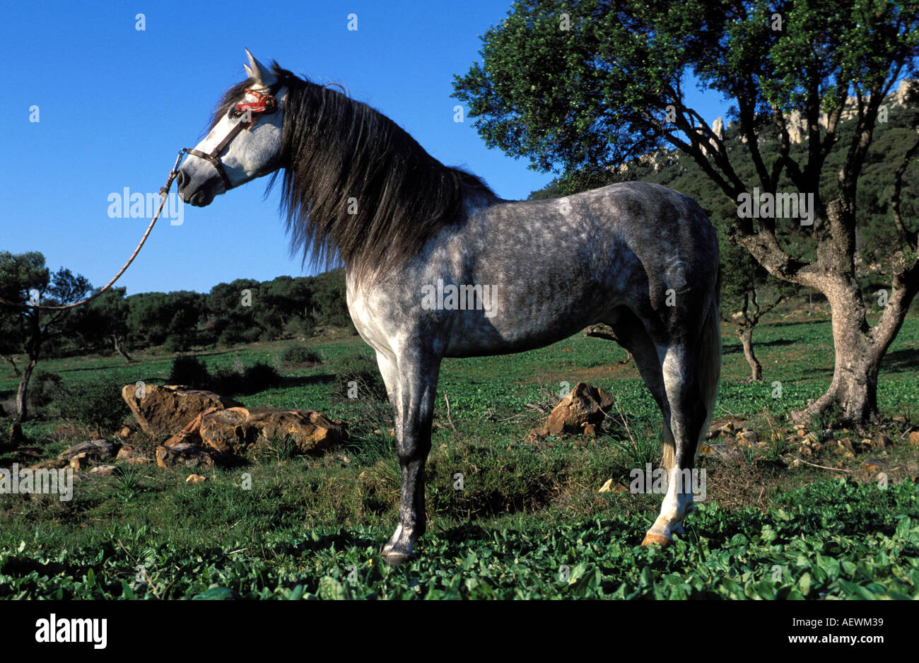 Cheval Pure Race Espagnole Banque d'image et photos - Alamy