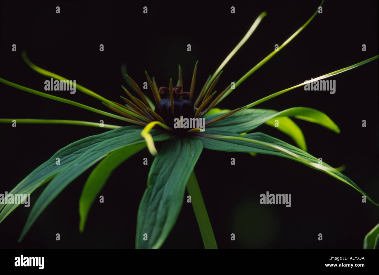 Paris polyphylla Banque de photographies et d’images à haute résolution ...