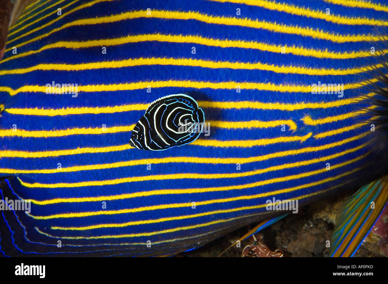 Empereur des adultes et des juvéniles de poissons-anges, Pomacanthus ...