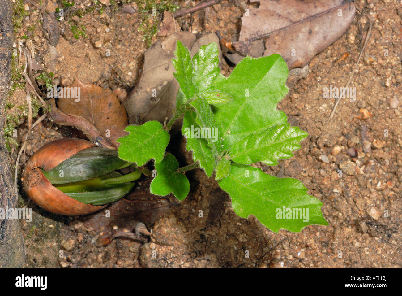 Arbre de chêne méditerranéen, Quercus pubescens. La germination des ...