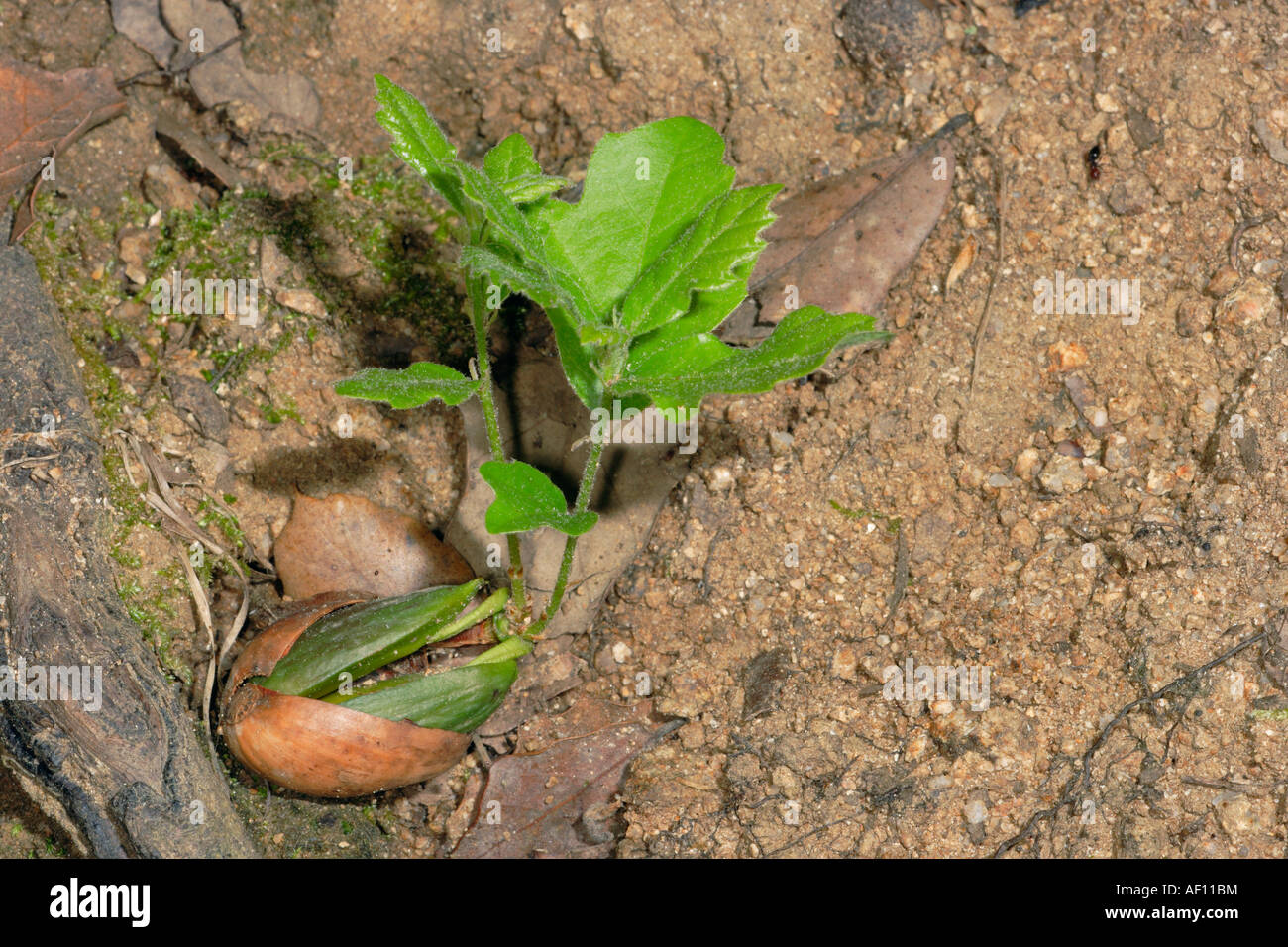 Arbre de chêne méditerranéen, Quercus pubescens. La germination des ...
