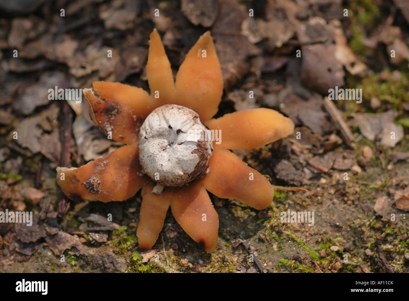 Geastrum sp Banque de photographies et d’images à haute résolution - Alamy