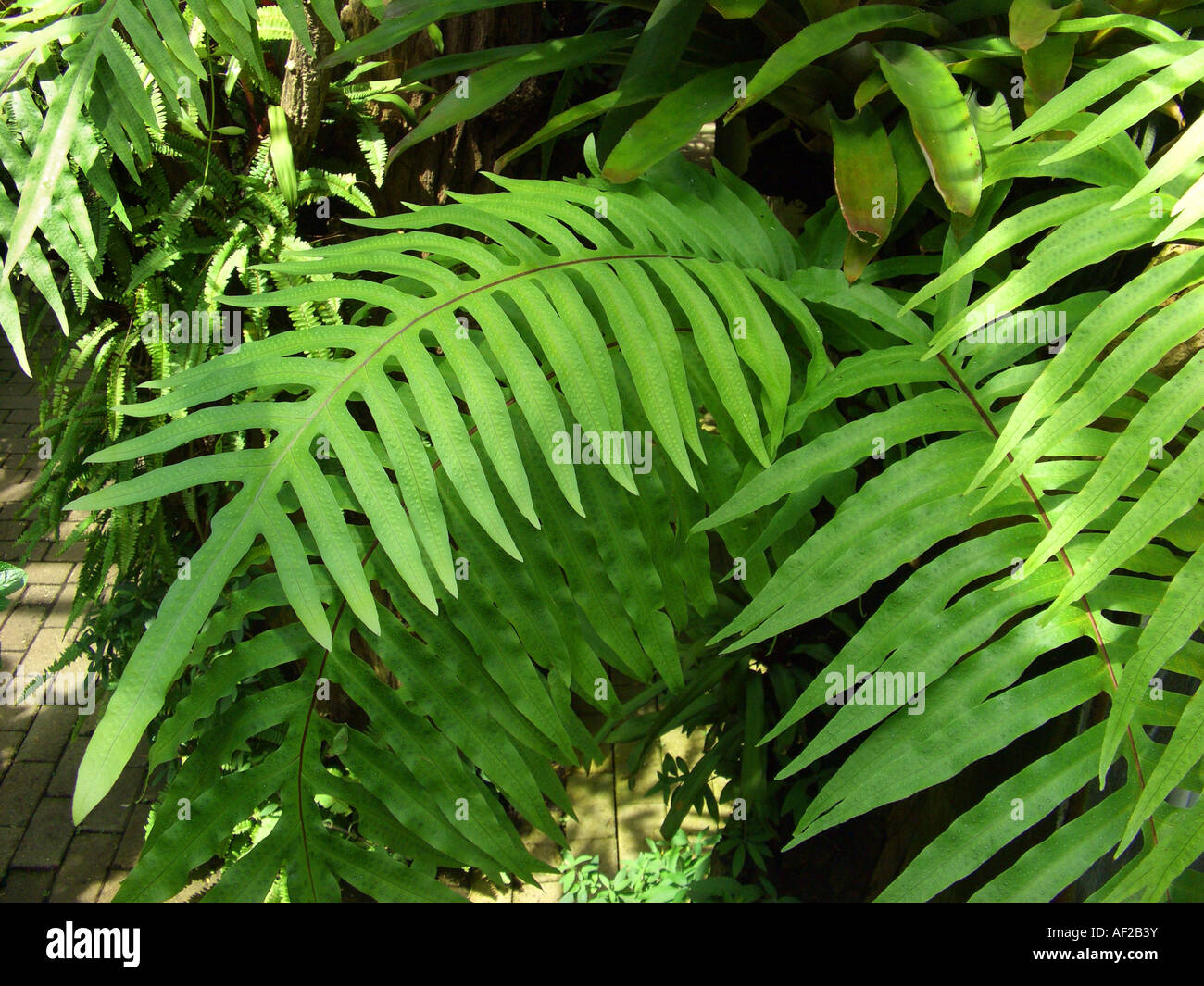 Le polypode doré, Golden fern serpent, chou palmiste (Phlebodium aureum ...