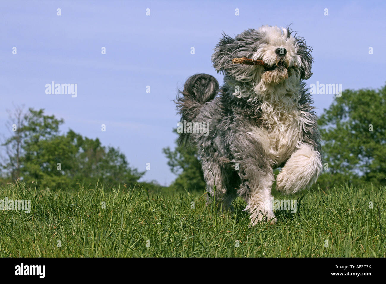 Partes del cuerpo animales en ingles Banque de photographies et d ...