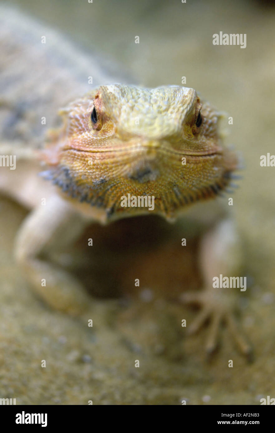 Female dragon Banque de photographies et d’images à haute résolution ...