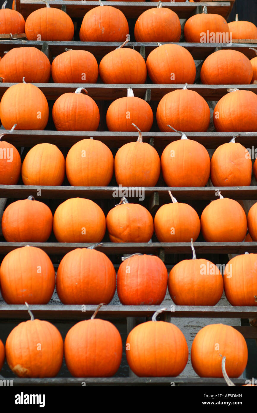 Field pumpkin cucurbita pepo hokkaido Banque de photographies et d ...