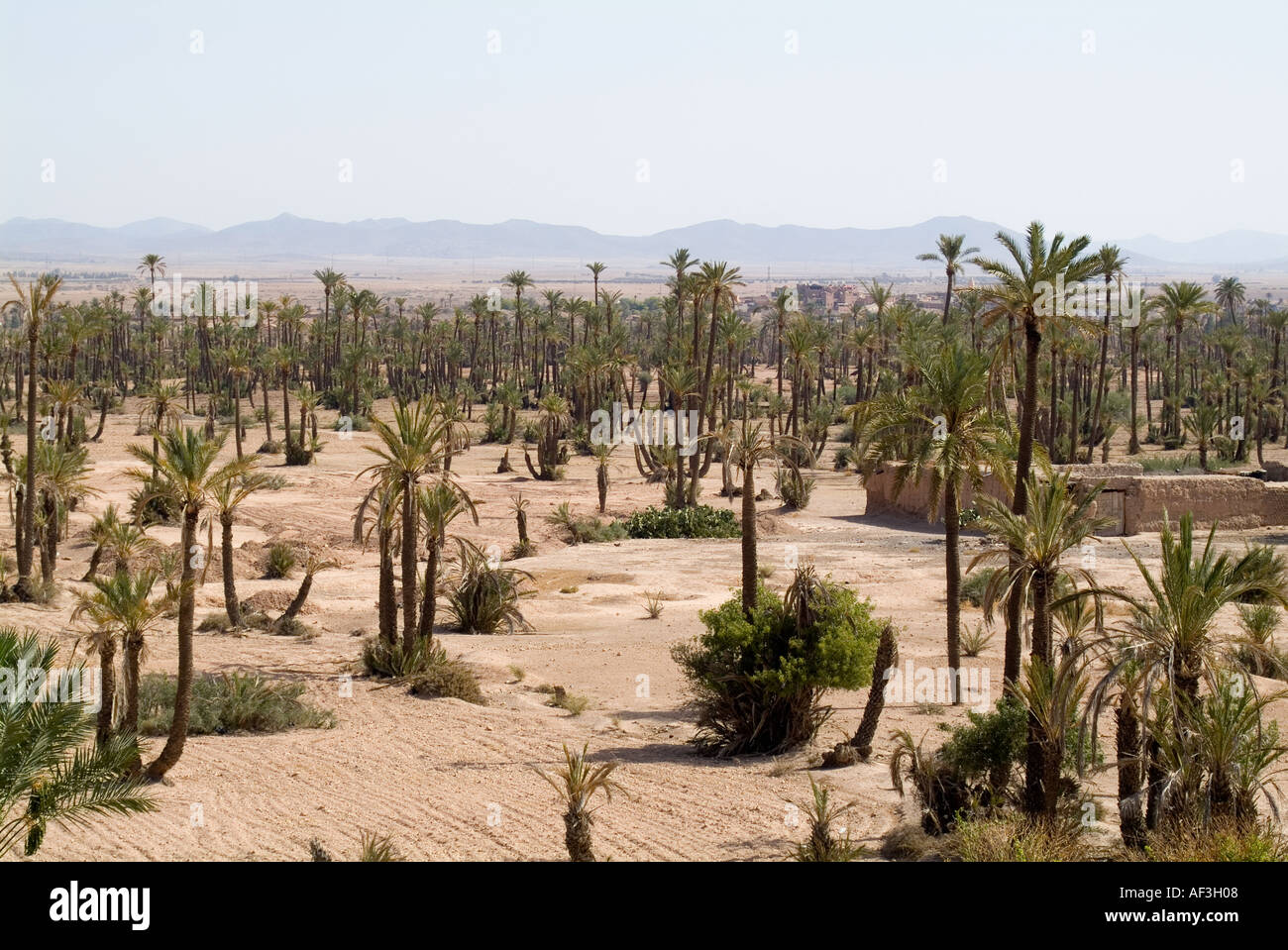 Palmeraie Marrakech Maroc, palmiers dans le sable du désert avec Atlas ...