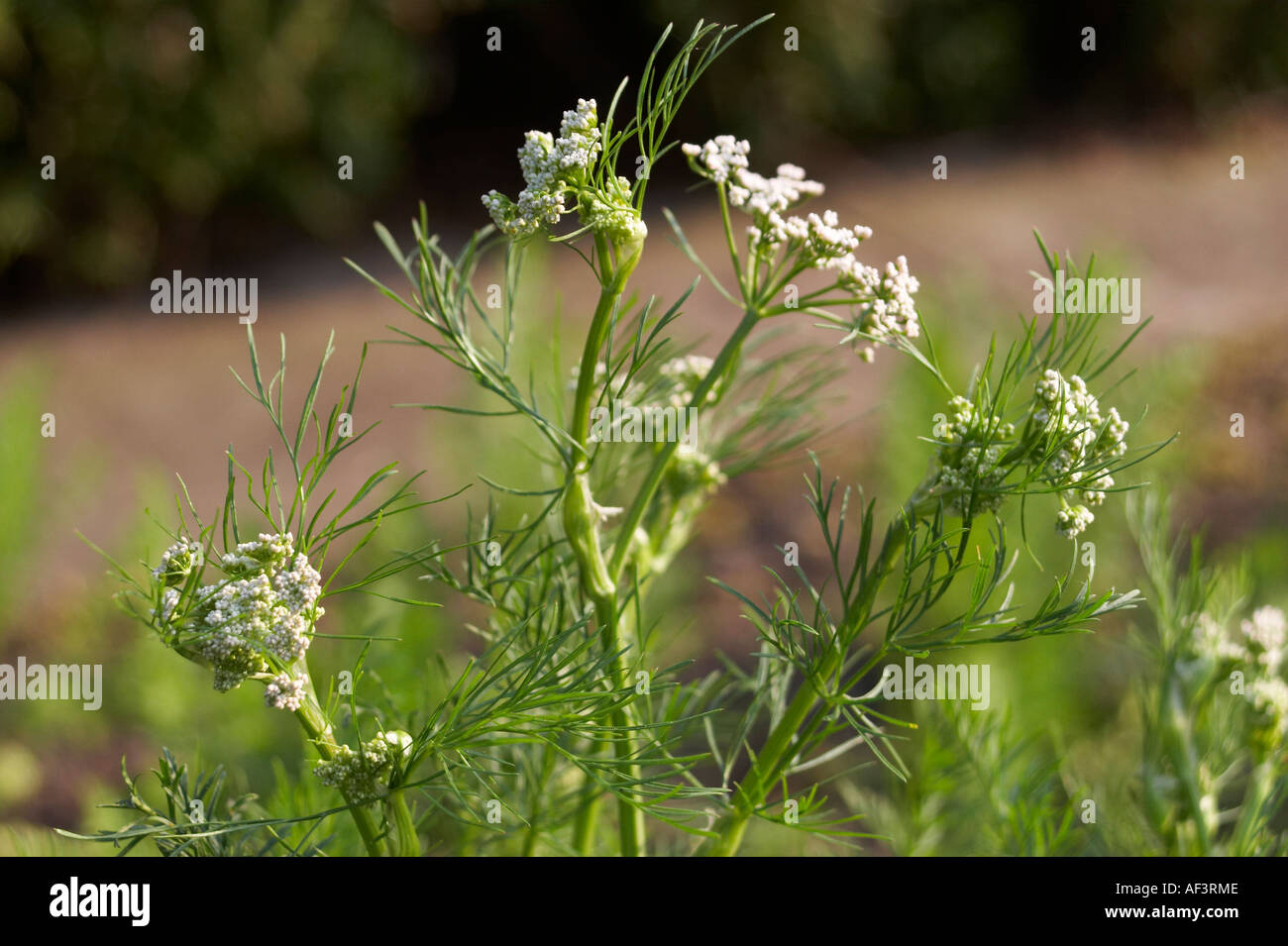 Carum carvi culture Banque de photographies et d’images à haute ...