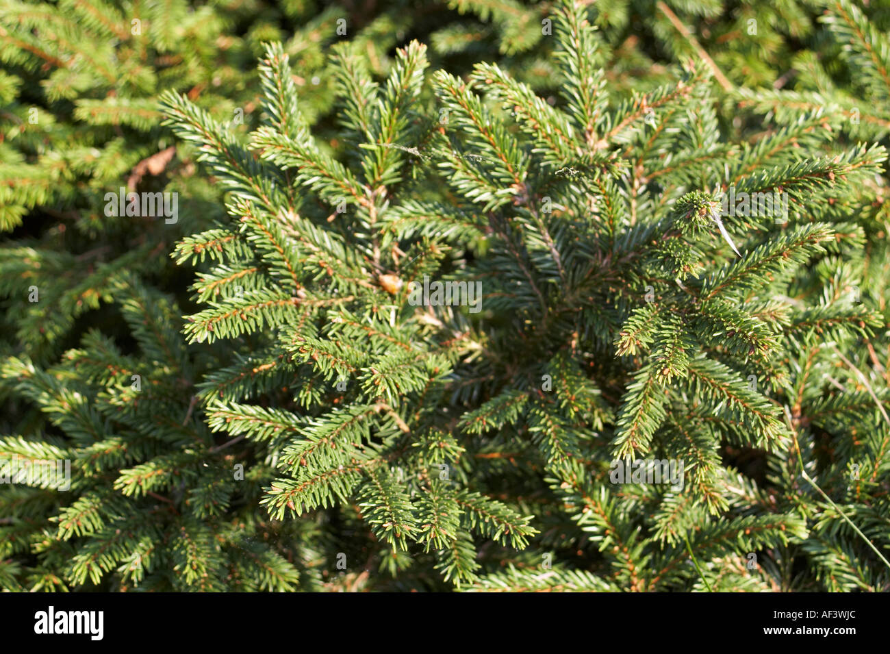 Abies nigra Banque de photographies et d’images à haute résolution - Alamy