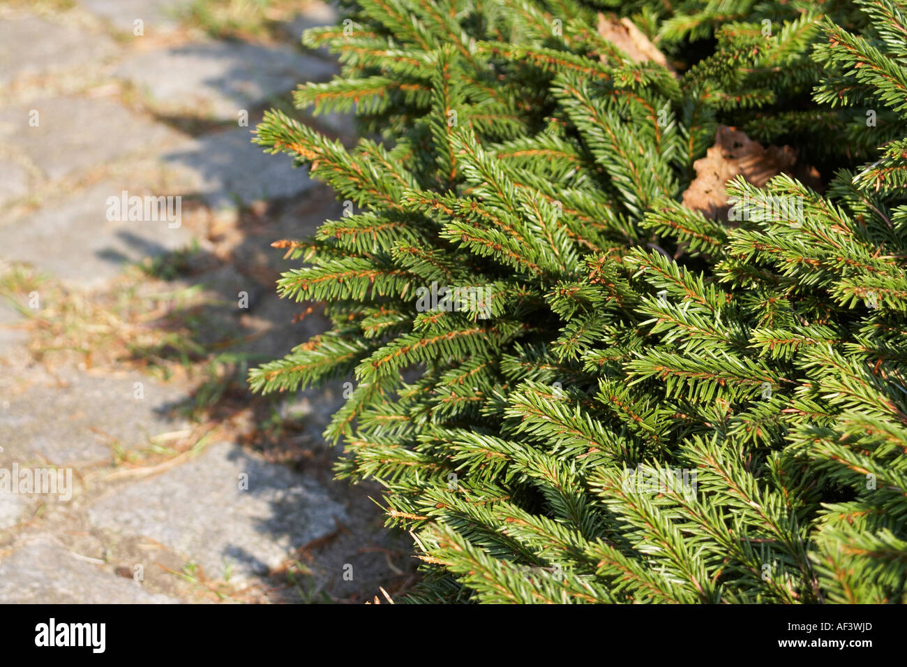 Abies nigra Banque de photographies et d’images à haute résolution - Alamy