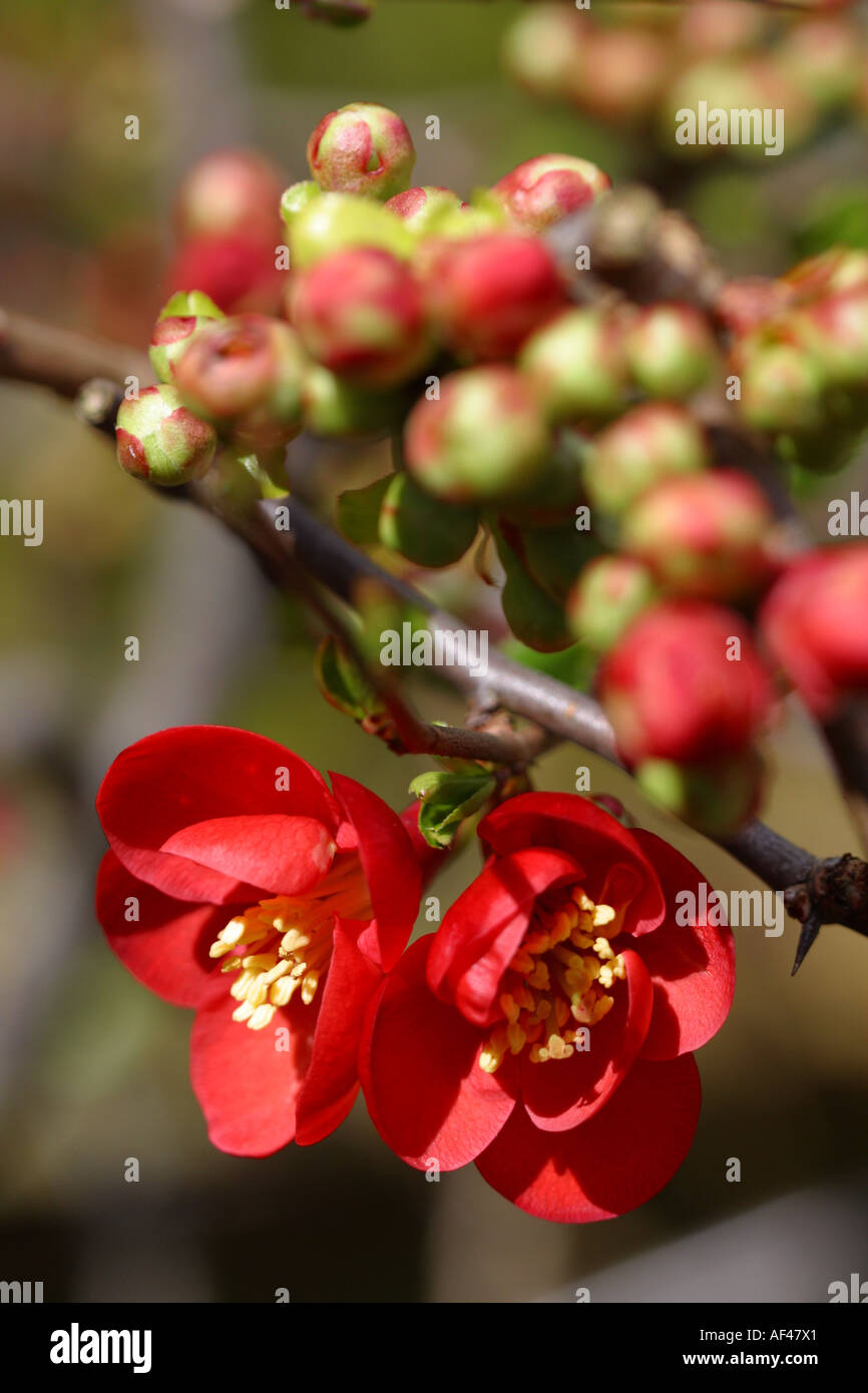 Pointe ornementale Banque de photographies et d’images à haute ...