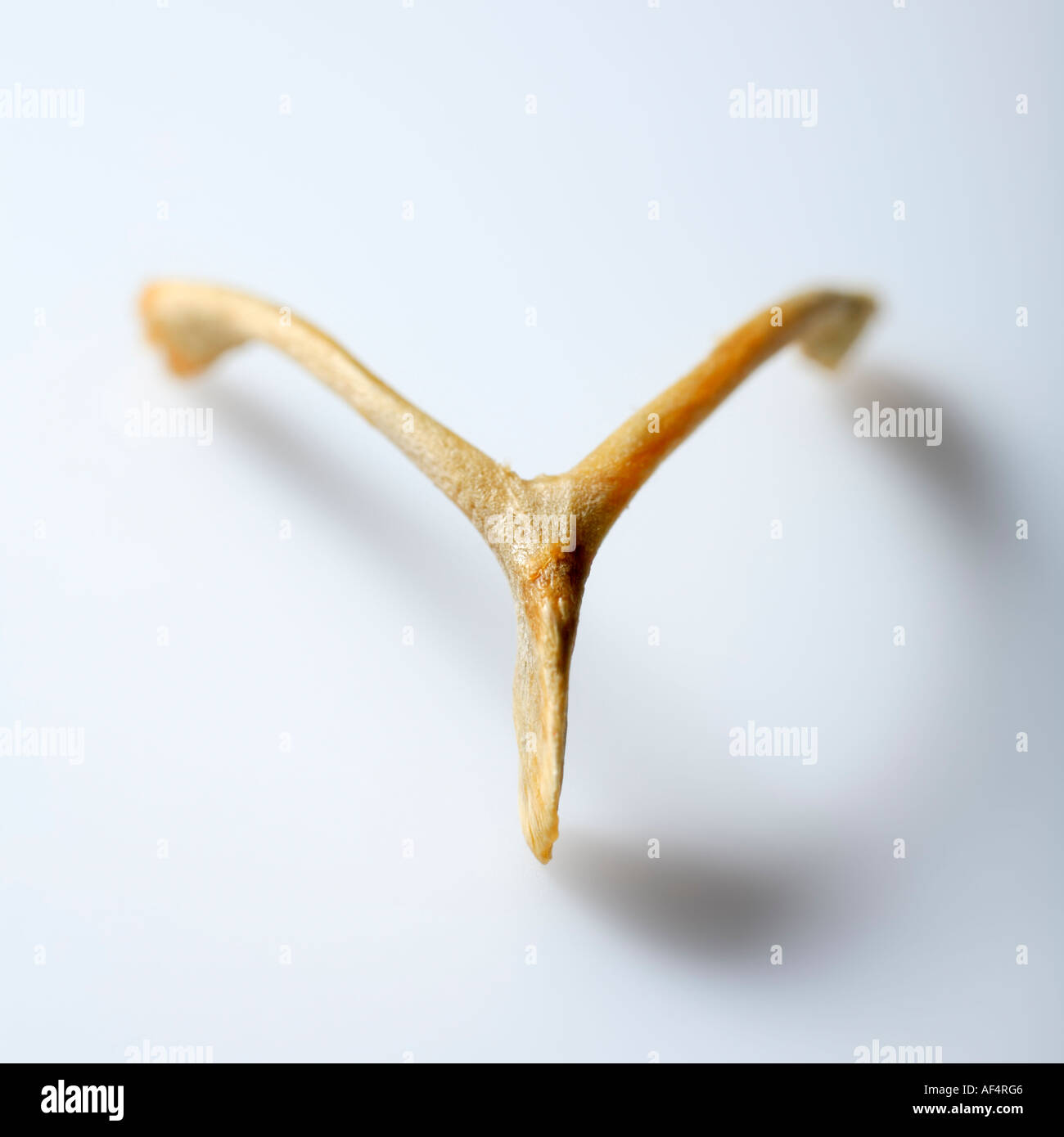 Chicken wishbone Banque de photographies et d’images à haute résolution ...