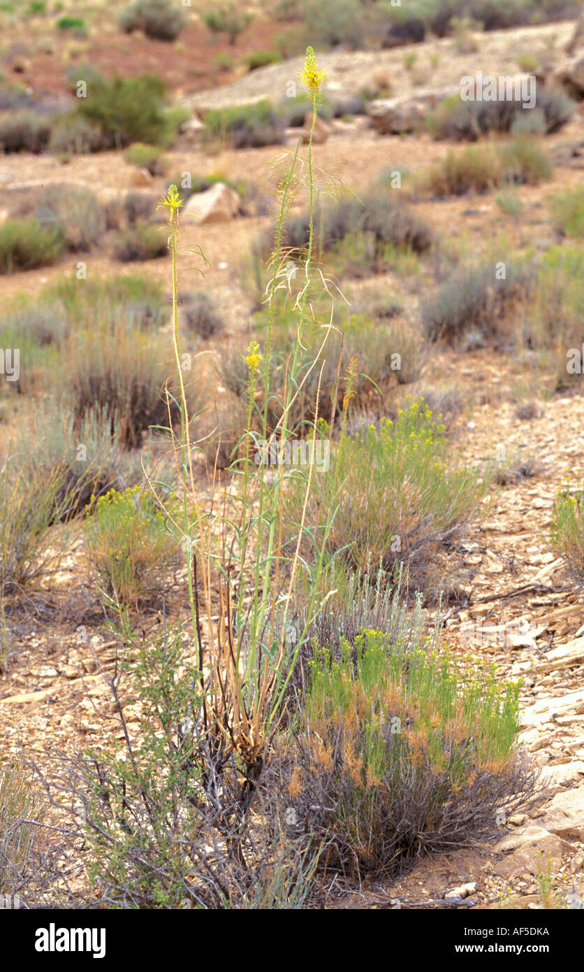 Panache du désert Banque de photographies et d’images à haute ...