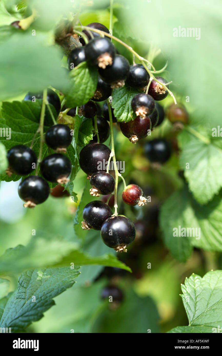 Cassis Noir Banque d'image et photos - Alamy