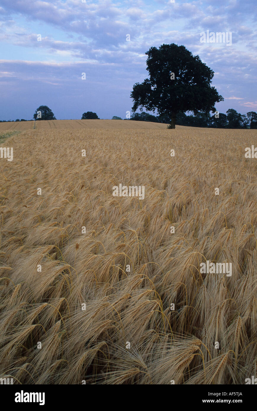 Heath cheshire Banque de photographies et d’images à haute résolution ...