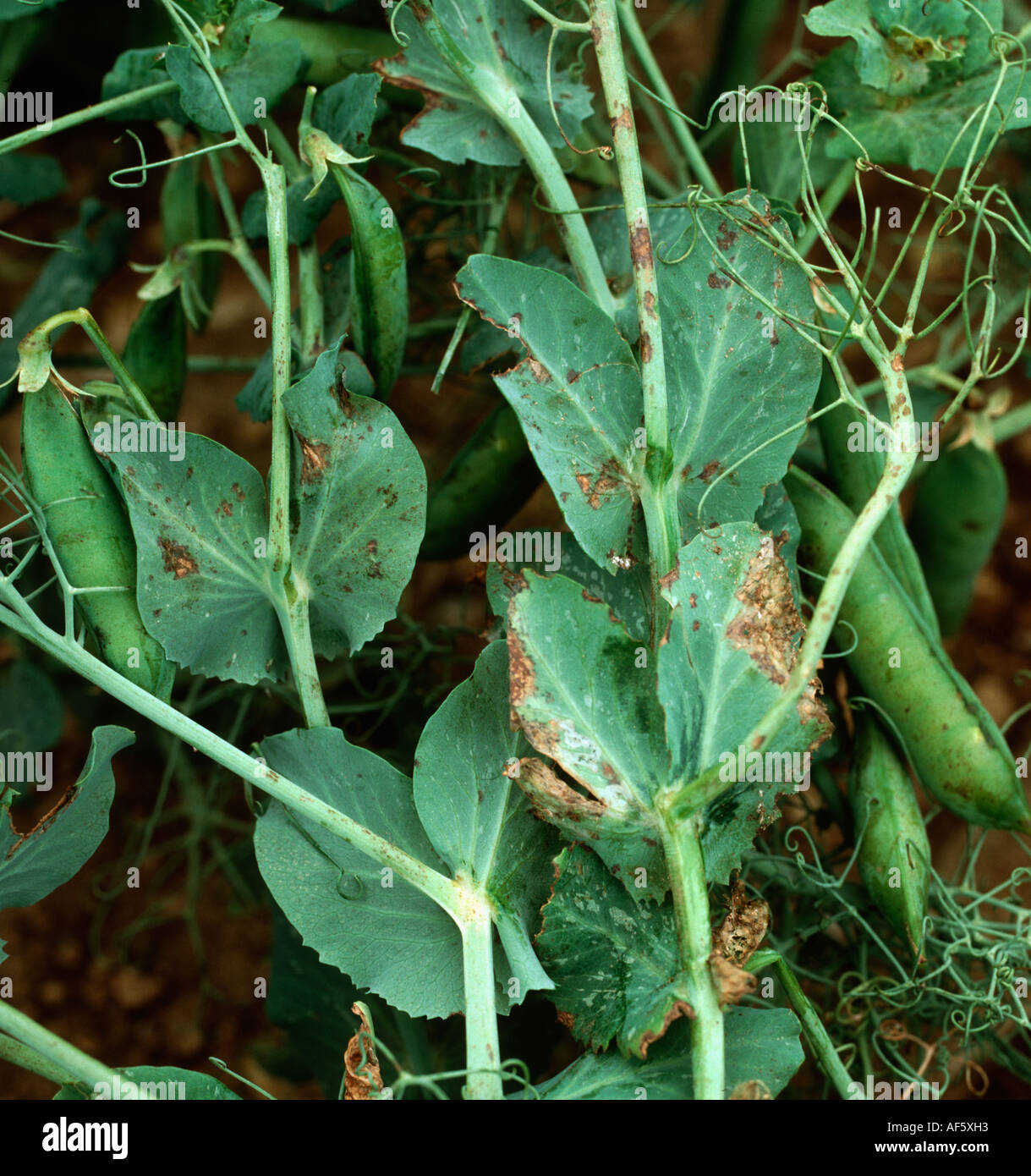 La bactériose Pseudomonas syringae pv pisi symptômes sur feuilles de ...