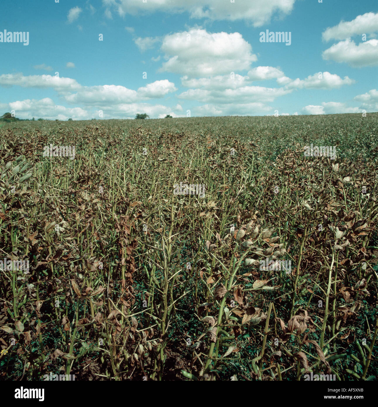 Rouille sur le gousse du haricot Banque de photographies et d’images à ...