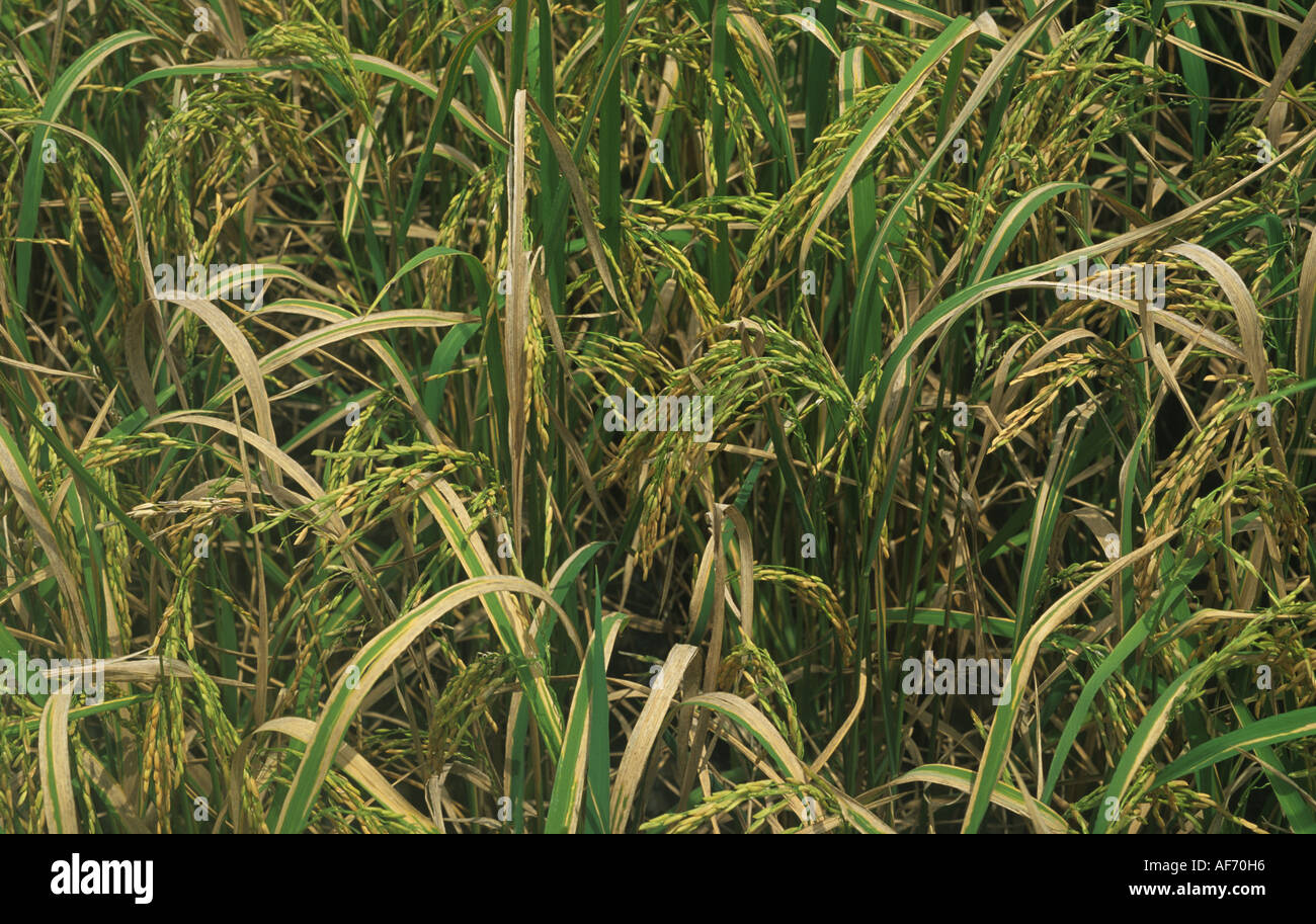 La brûlure bactérienne Xanthomonas oryzae sur les lésions de la maladie ...
