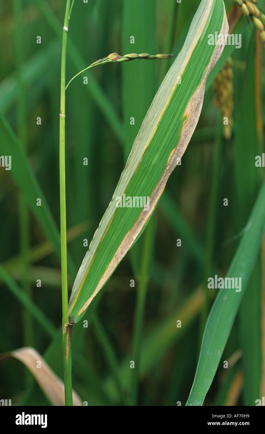 La brûlure bactérienne Xanthomonas oryzae sur les lésions de la maladie ...
