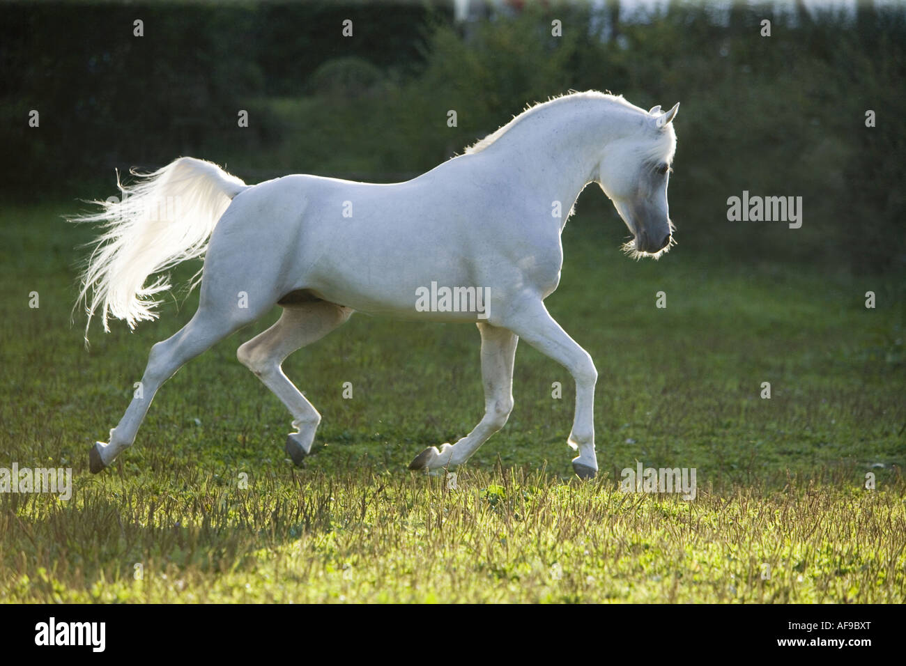 Chevaux arabe Banque de photographies et d’images à haute résolution ...