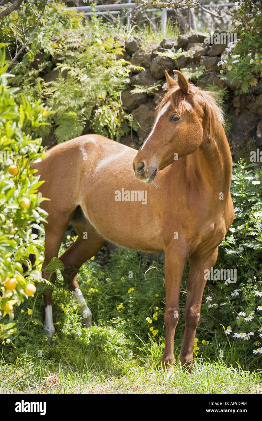 Anglo arabian horses Banque de photographies et d’images à haute ...