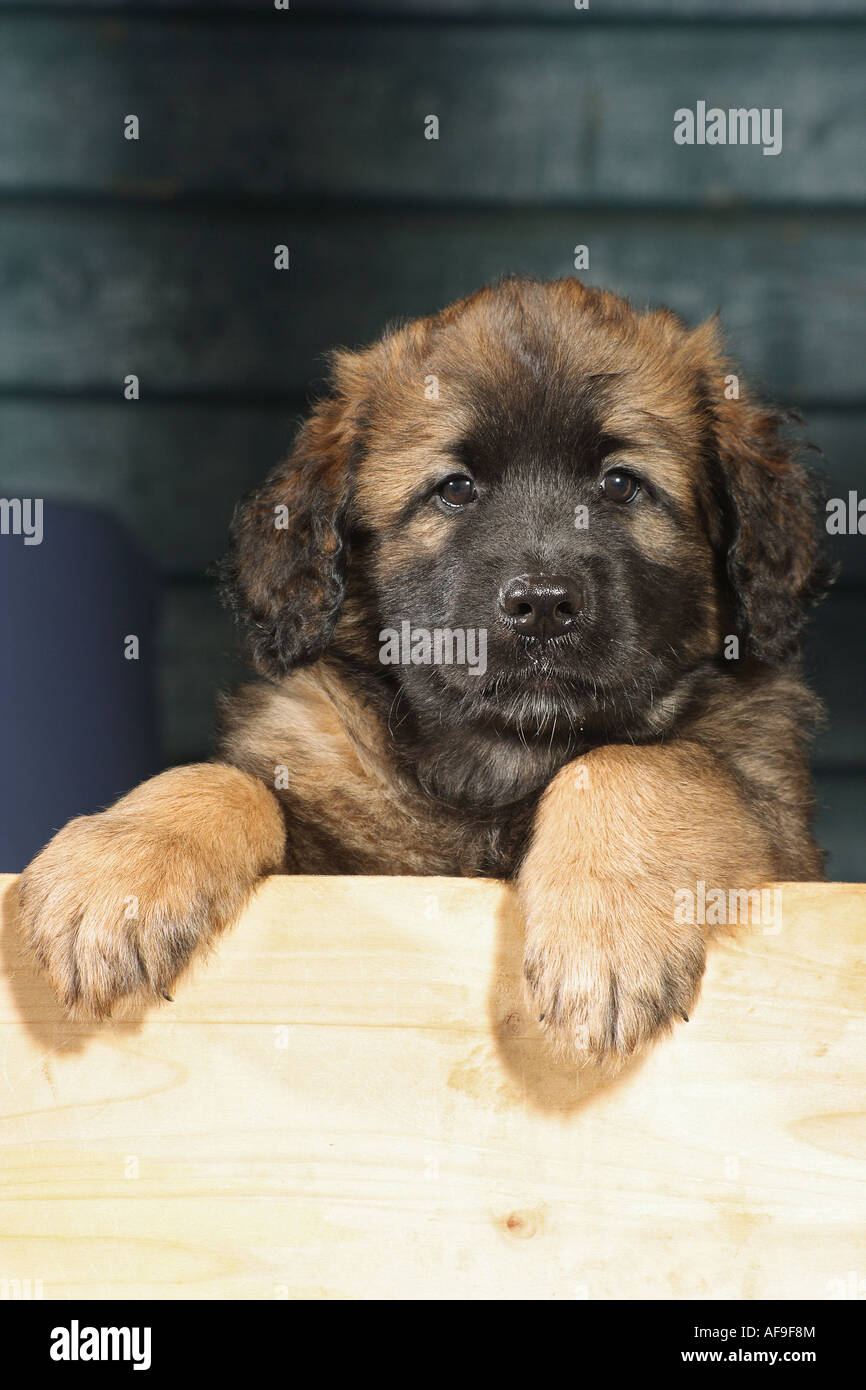 Leonberger puppy Banque de photographies et d’images à haute résolution ...