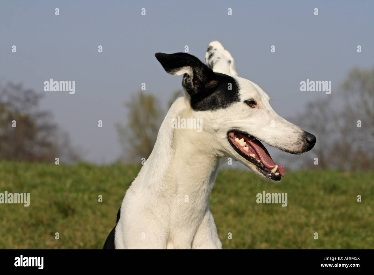 Galgo podenco mix Banque de photographies et d’images à haute ...