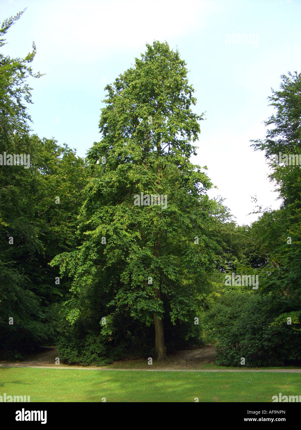 Corylus Colurna Banque d'image et photos - Alamy