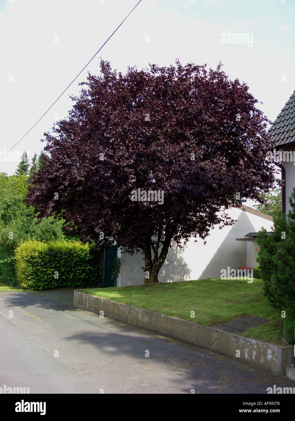Prunus cerasifera nigra cherry plum Banque de photographies et d’images ...