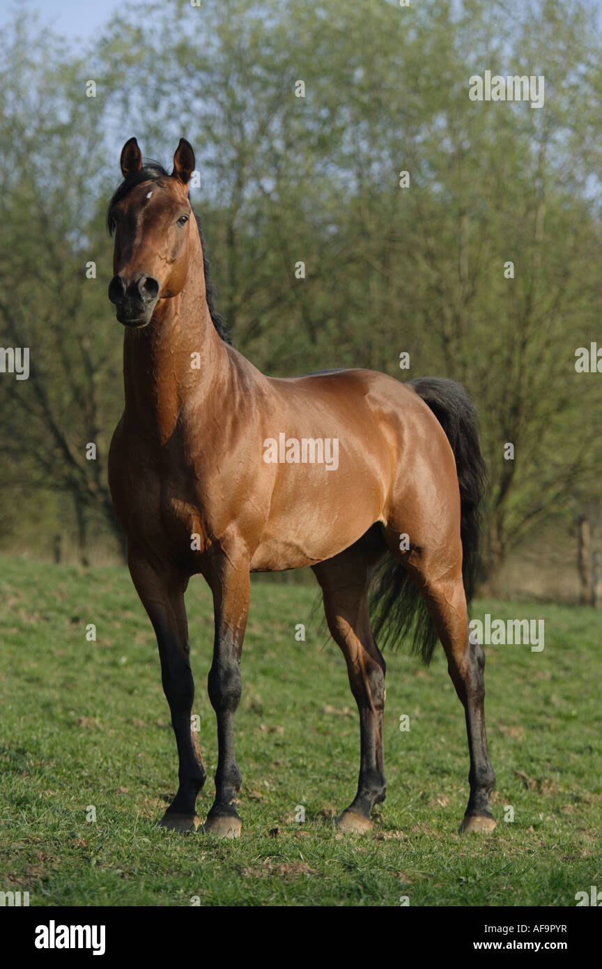 Anglo arabian horses Banque de photographies et d’images à haute ...
