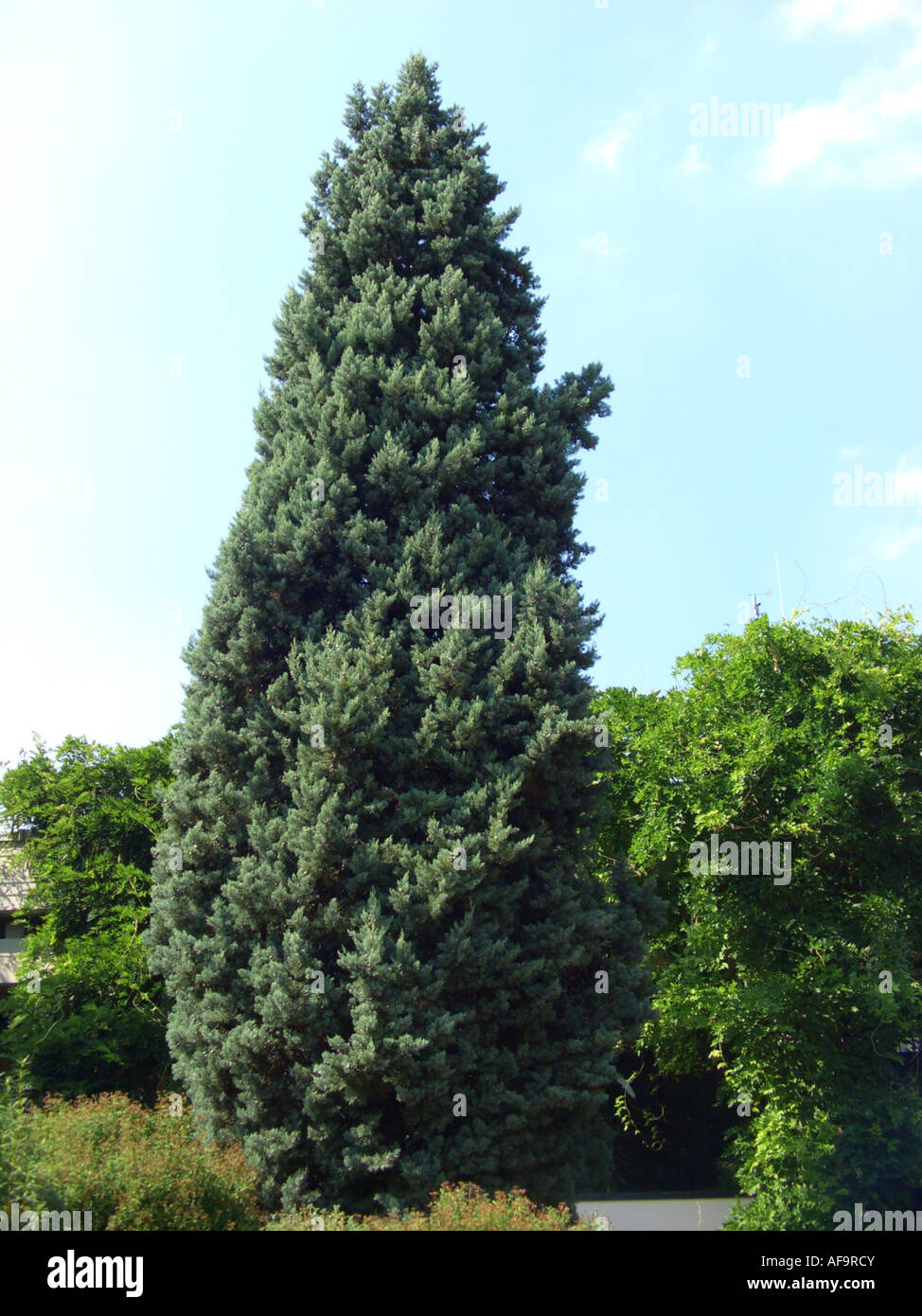 Arizona cypress cupressus arizonica glauca Banque de photographies et d ...